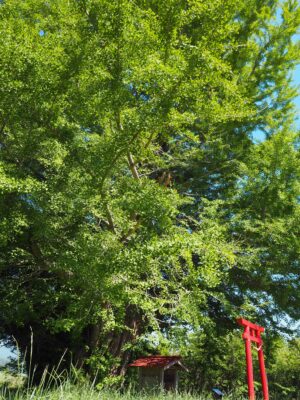 ต้นแปะก๊วยยักษ์เก่าแก่ชิราฮาตะ | WE LOVE FUKUSHIMA เว็บไซต์ทางการ แนะนำ ...